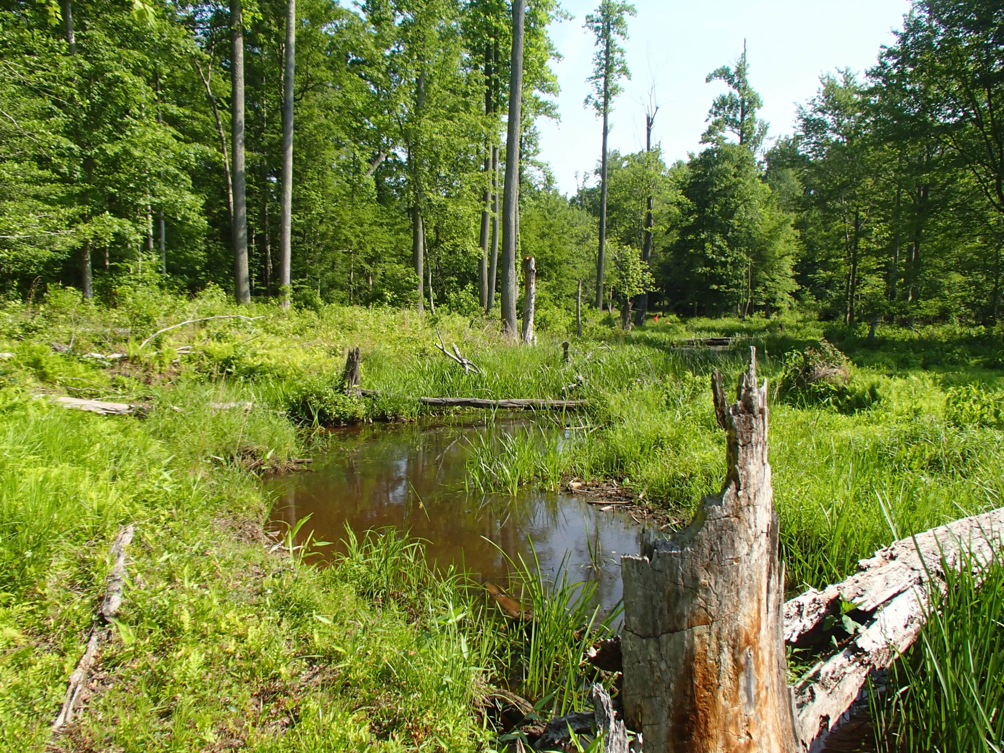 Wetland Delineation and Assessment - Coastal Resources, Inc.