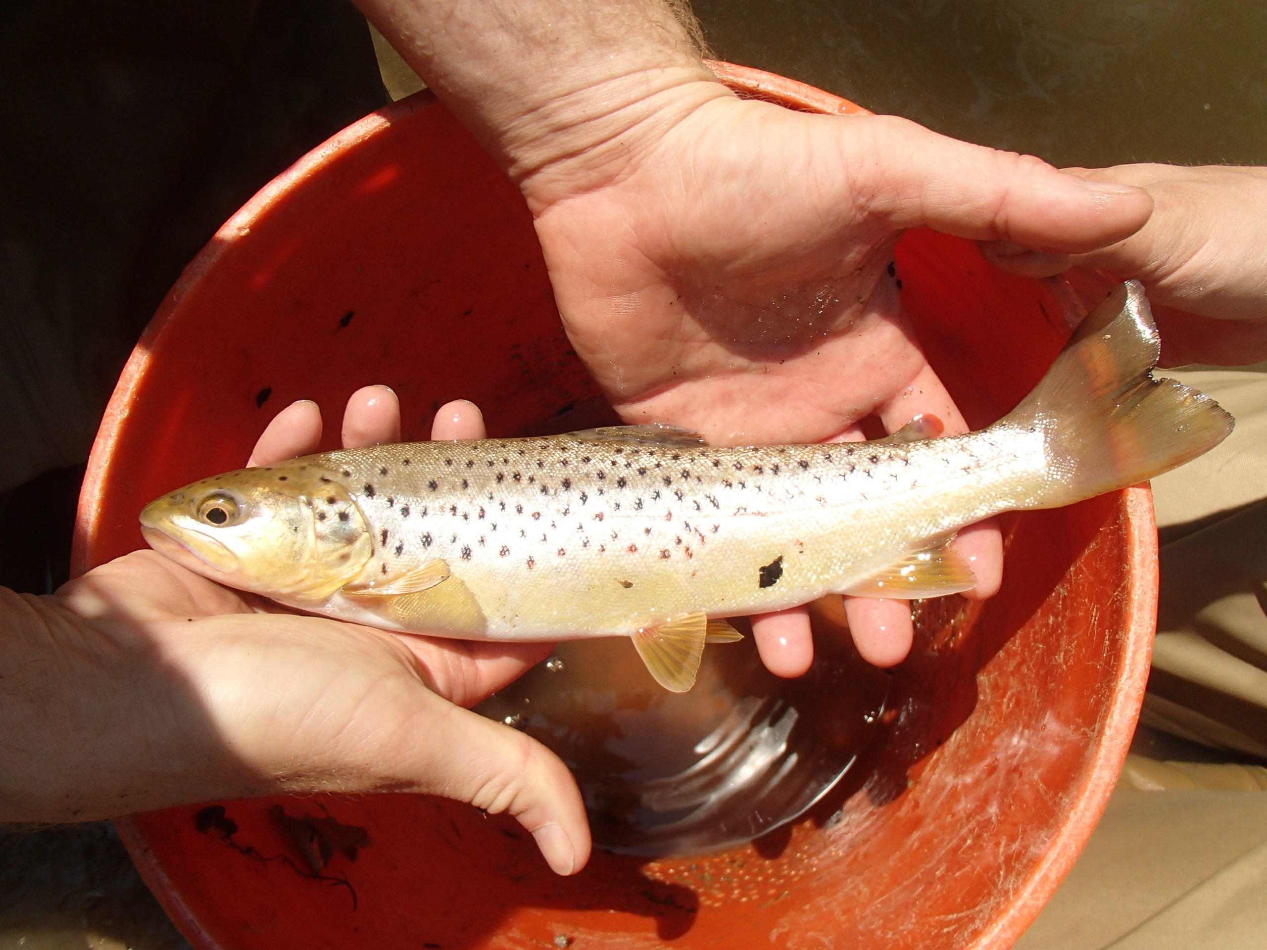 Kelly Branch Stream Restoration, Targeted Biological Monitoring Support ...