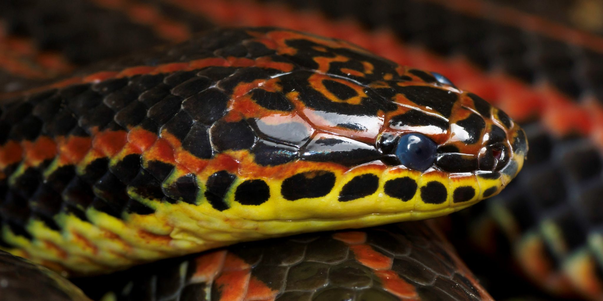 MD 224 Rainbow Snake Inspection - Coastal Resources, Inc.