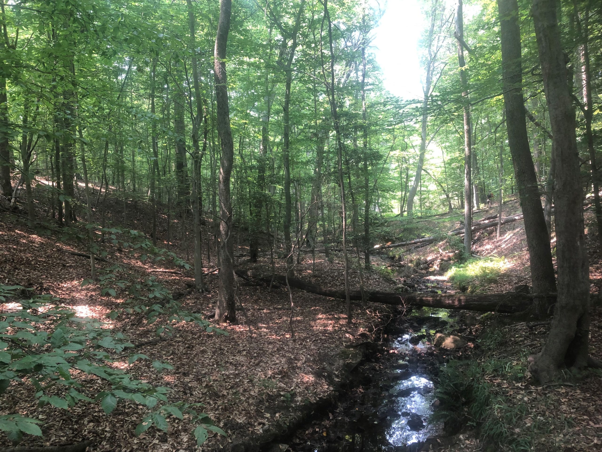 Habitat Assessment and Survey for the Small Whorled Pogonia (Isotria ...